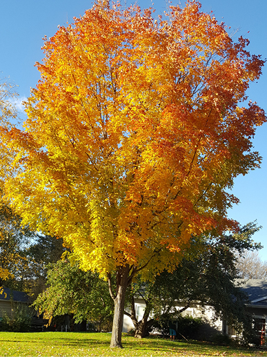 Types of maple trees in minnesota - tonesport